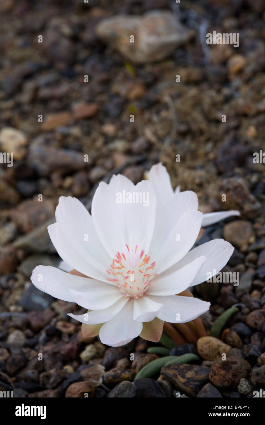 Lewisia rediviva hi-res stock photography and images - Alamy