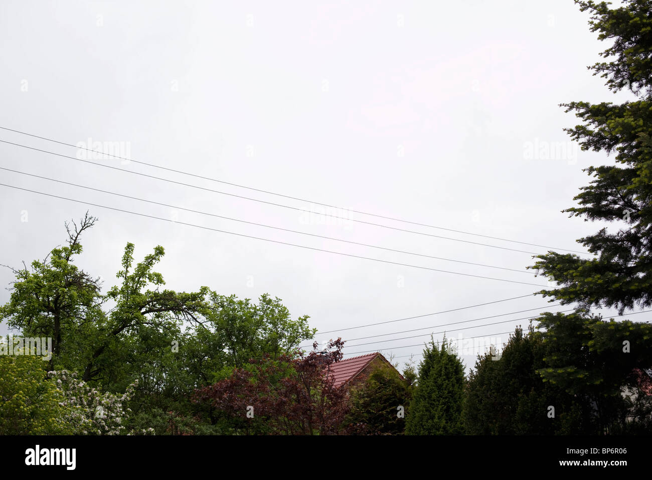 Tree tops and power lines Stock Photo - Alamy