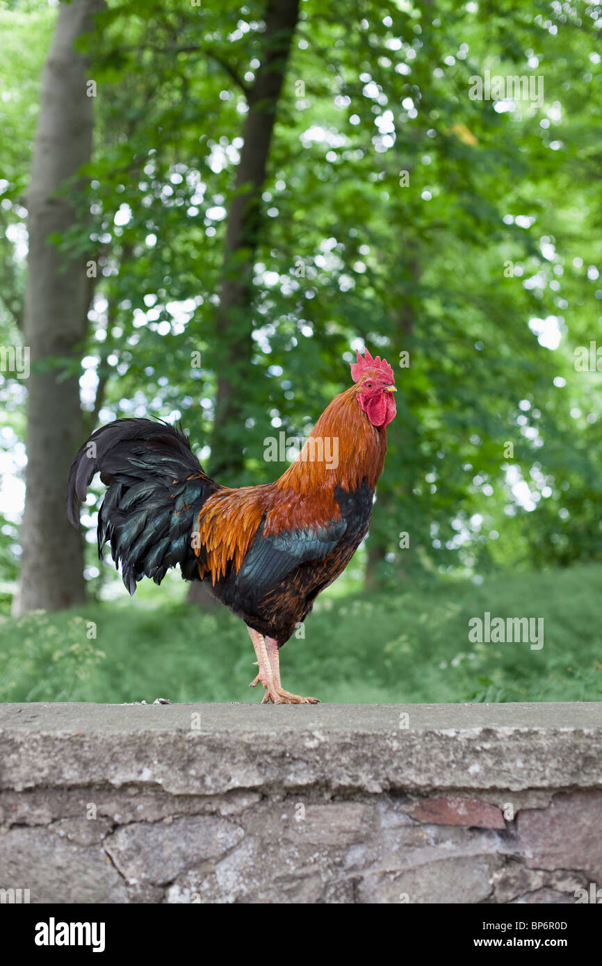 Rooster standing on tree hi-res stock photography and images - Alamy