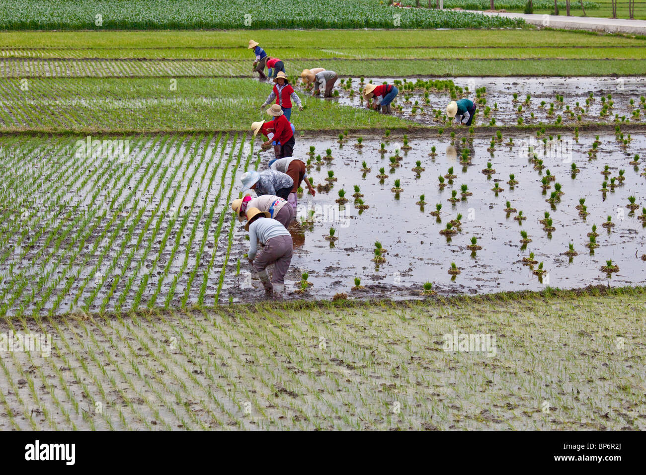 Women planting rice fields in Dali, Yunnan Province, China Stock Photo ...