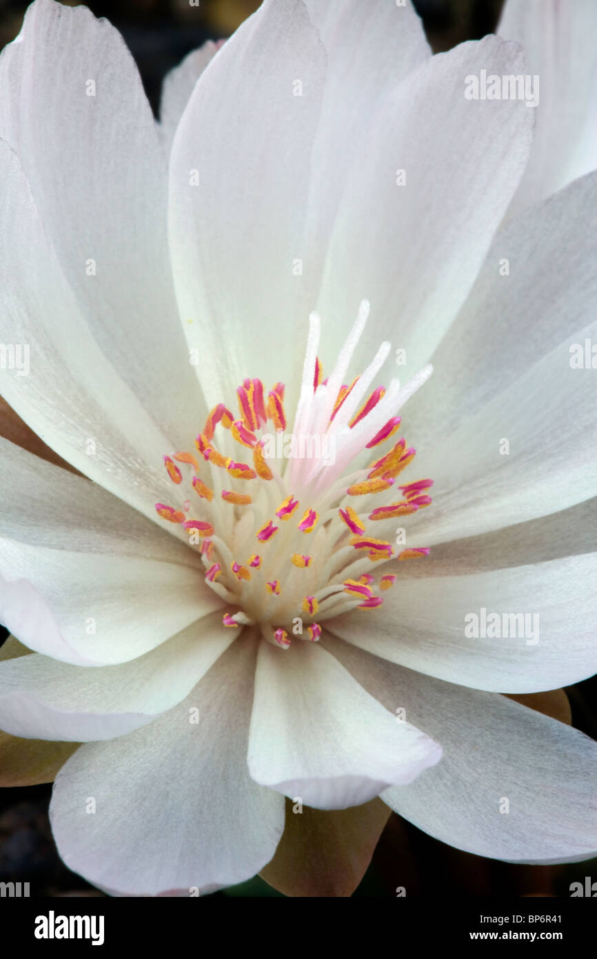 Lewisia rediviva hi-res stock photography and images - Alamy