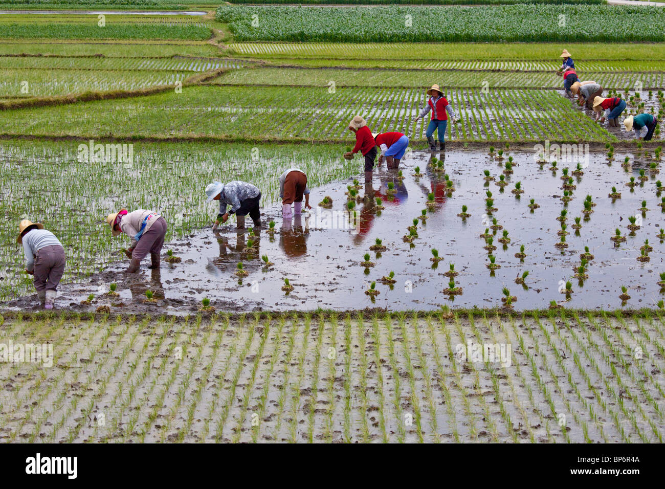 Women planting rice fields in Dali, Yunnan Province, China Stock Photo ...