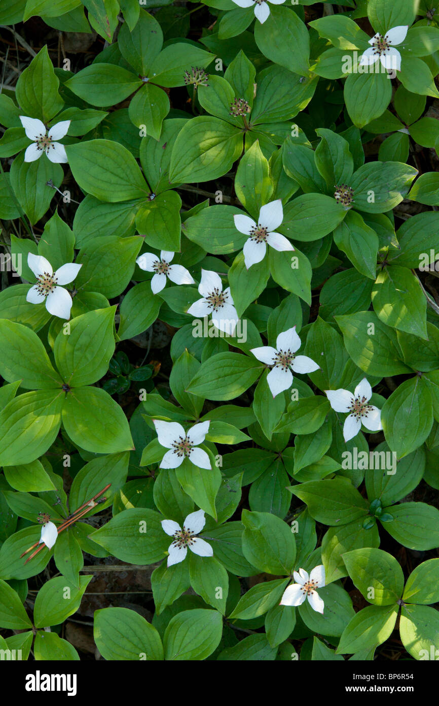 Cornus canadensis bunchberry hi-res stock photography and images - Alamy