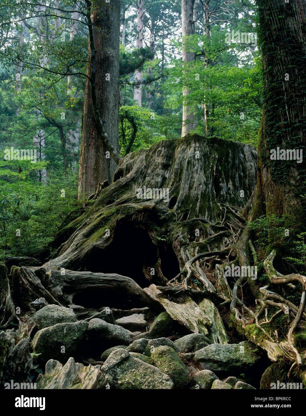 Yakushima world heritage in japan hi-res stock photography and images ...