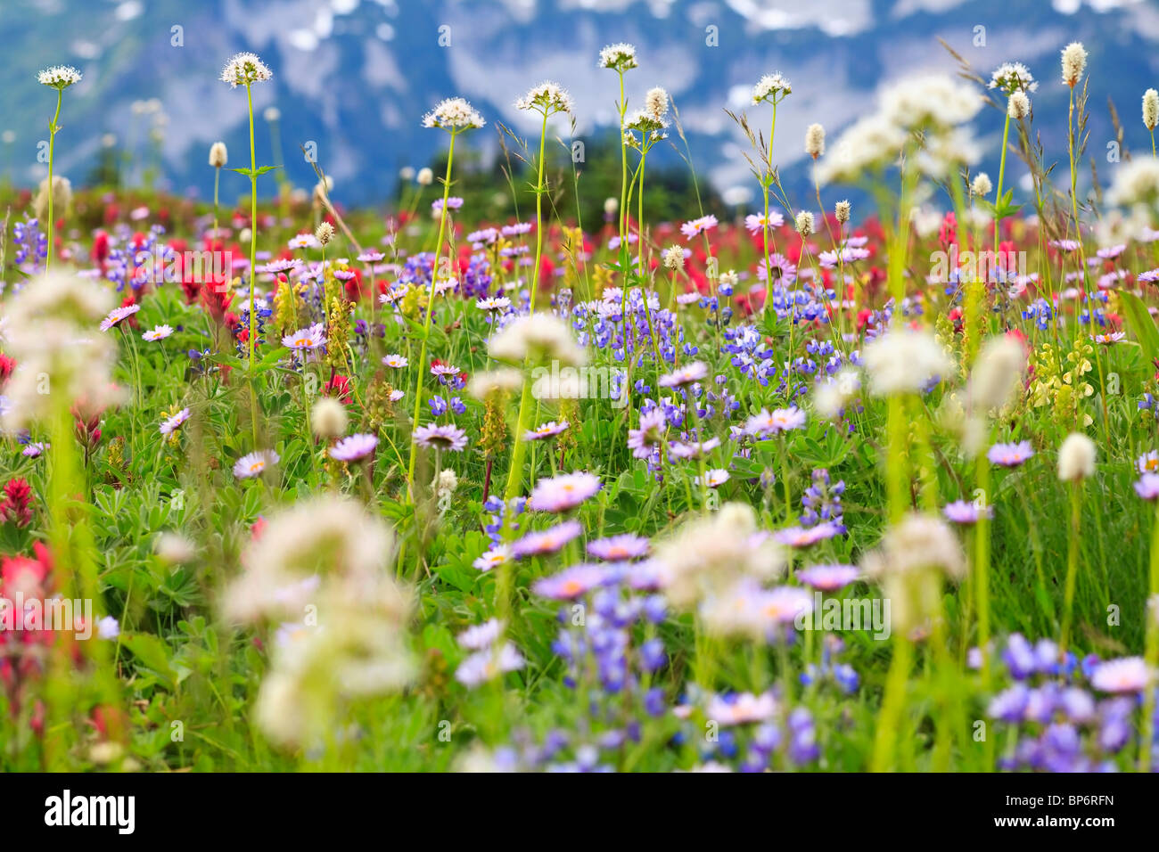 Washington, United States Of America; Wildflowers In A Meadow In Mt ...