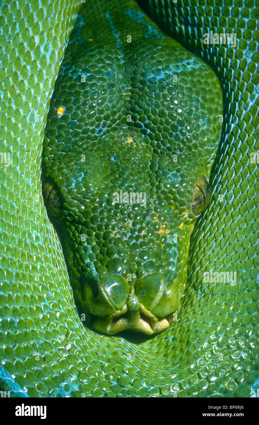 Green tree python, Morelia viridis, New Guinea Stock Photo - Alamy