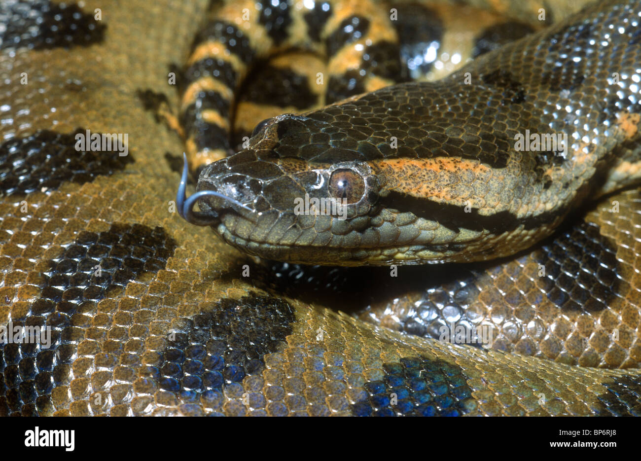 Anaconda Stock Photos & Anaconda Stock Images - Page 3 - Alamy