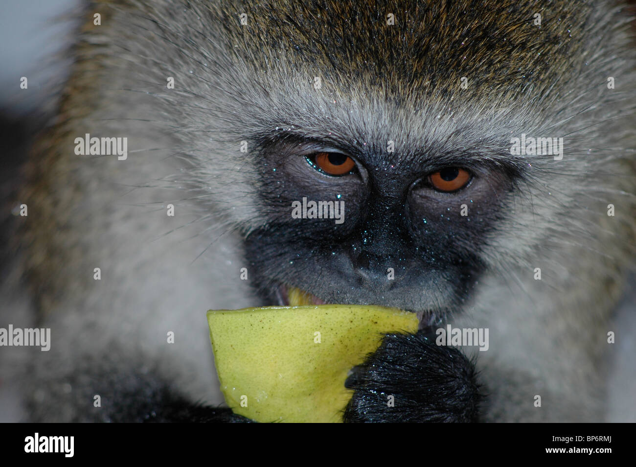 Monkey eating mango hi-res stock photography and images - Alamy
