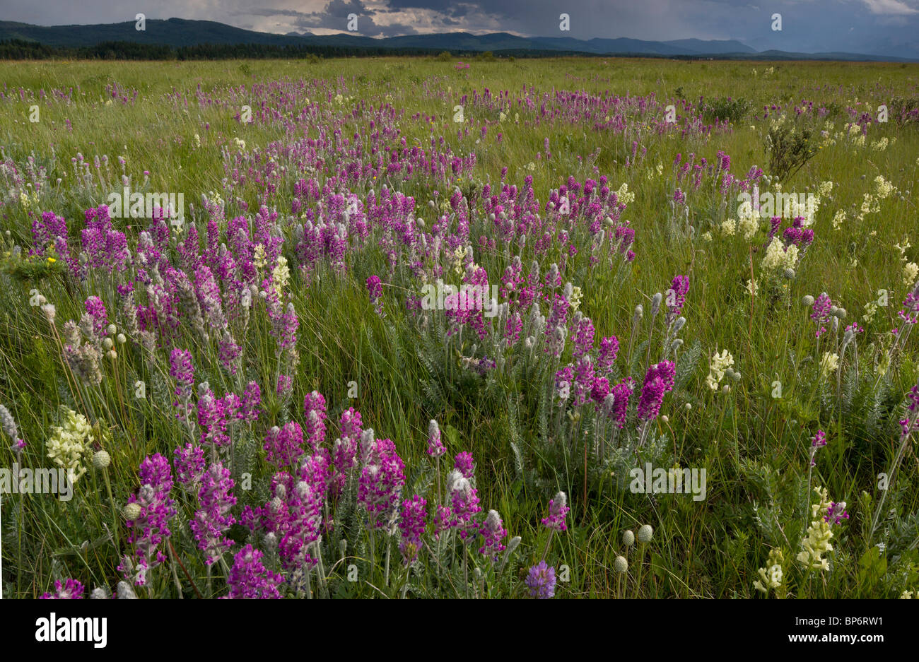 Locoweed plant hi-res stock photography and images - Alamy