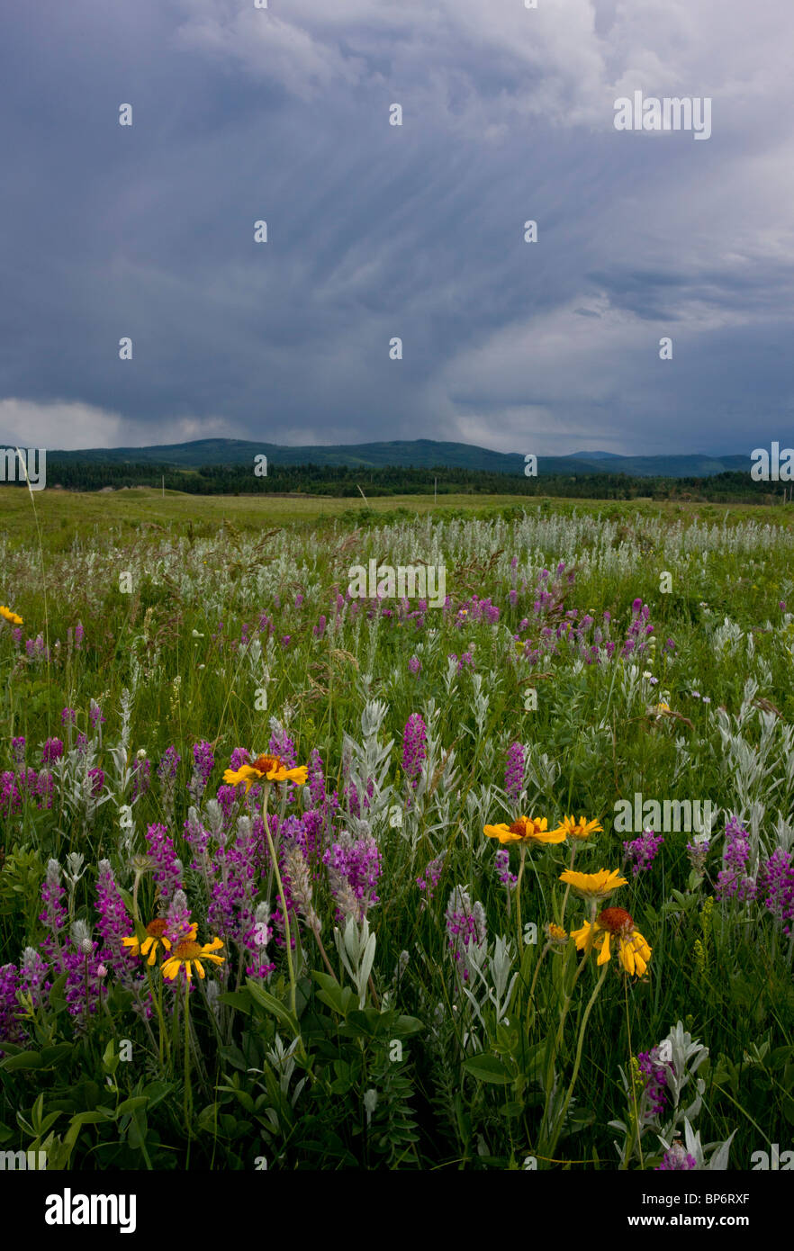 Grassland alberta hi-res stock photography and images - Alamy