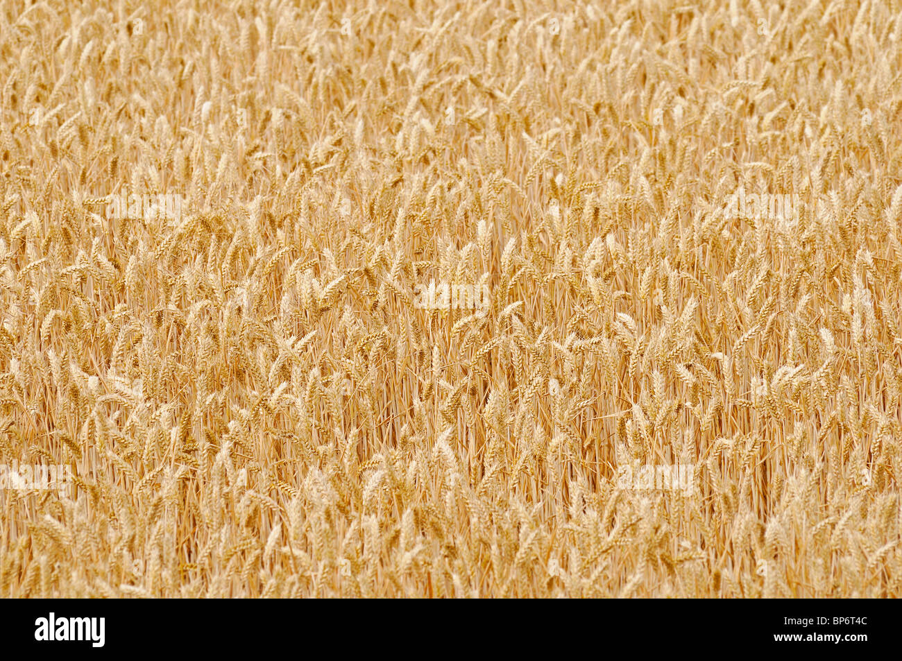 Field hi-res stock photography and images - Alamy