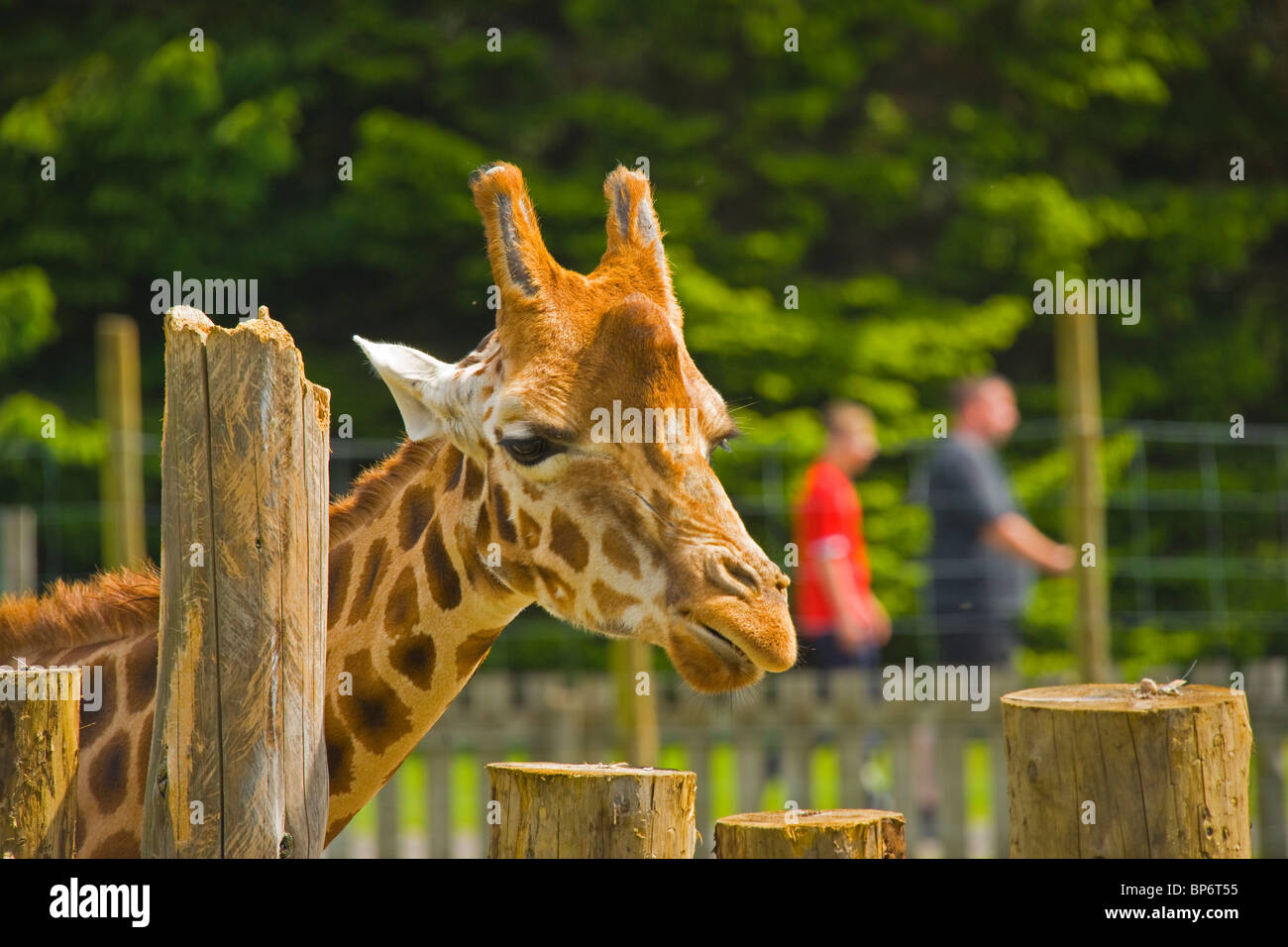 Giraffe, Blair Drummond Safari park, Stirling, Stirlingshire, Scotland ...