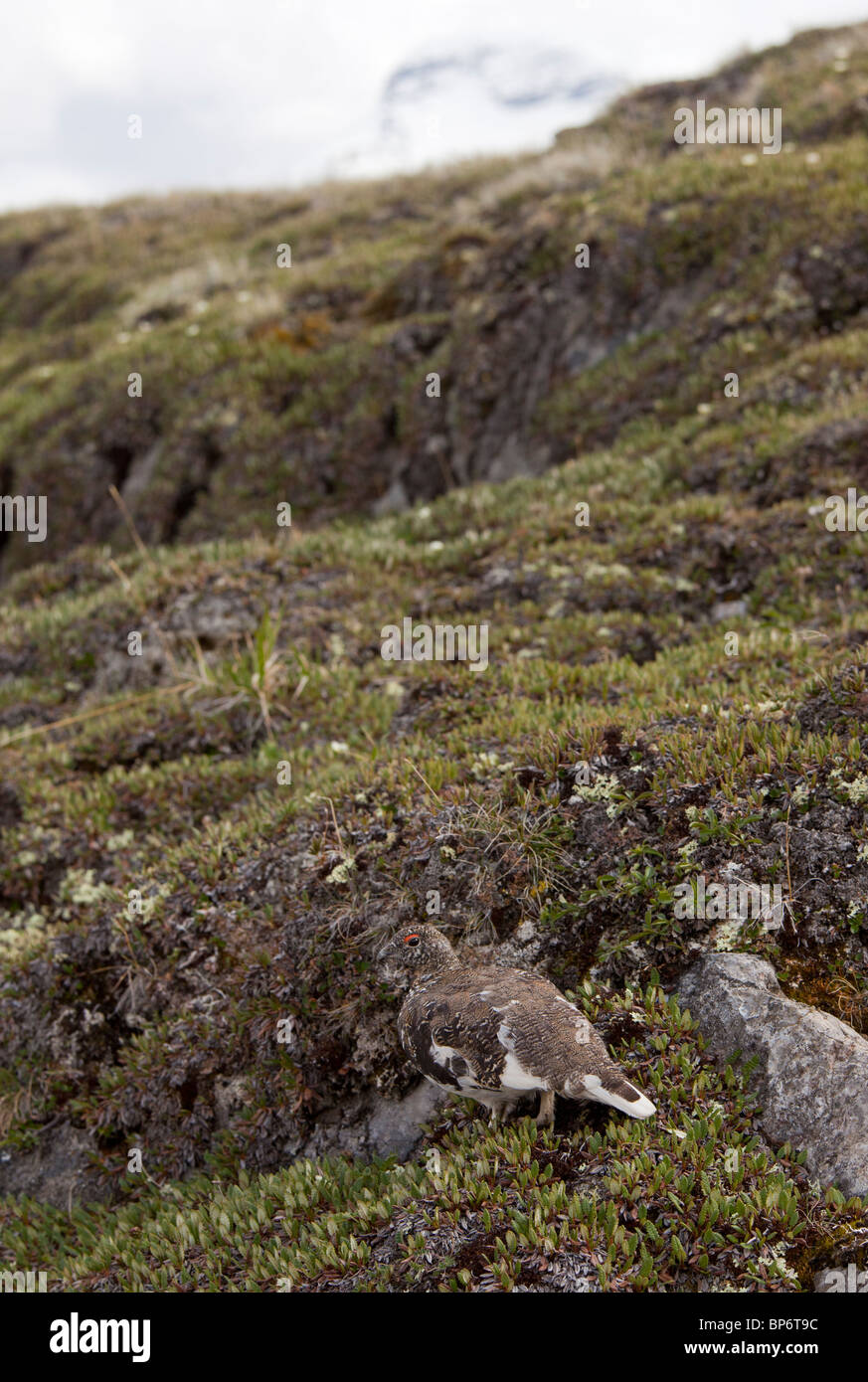 Male White-tailed Ptarmigan, Lagopus leucurus in high alpine tundra ...