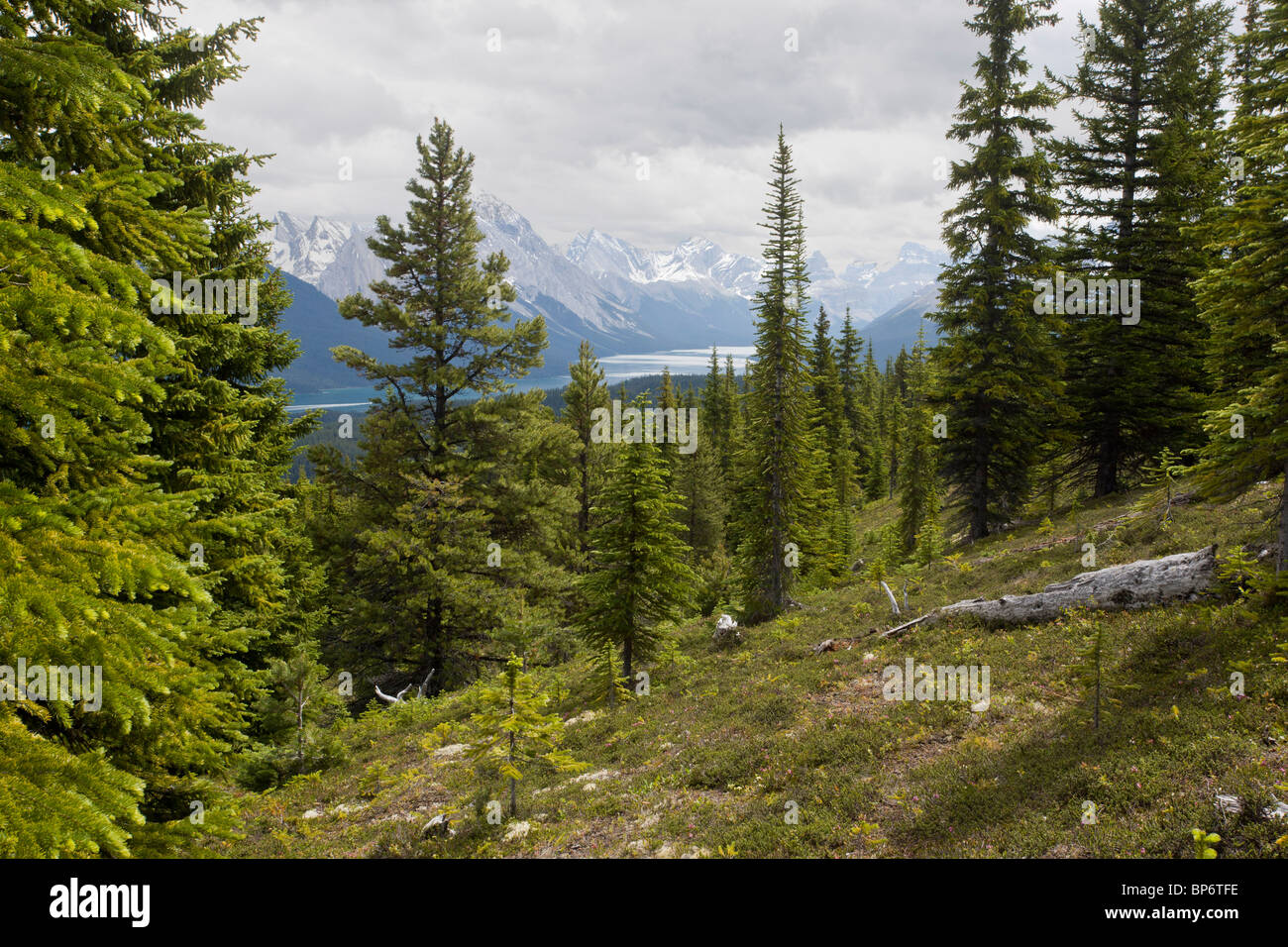 Mixed coniferous forest (spruce, fir and pine) around Maligne Lake ...