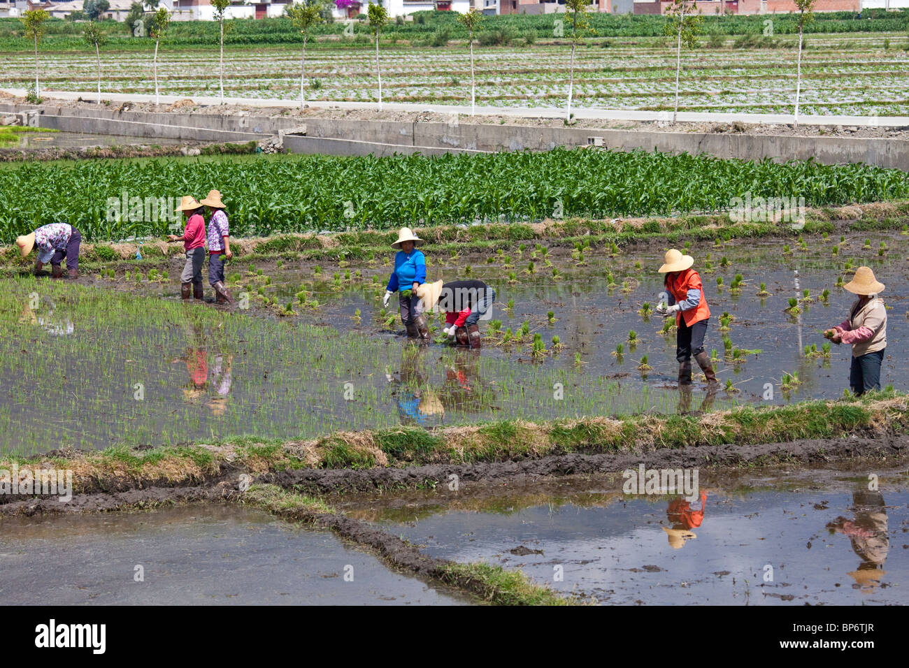 Women planting rice fields in Dali, Yunnan Province, China Stock Photo ...
