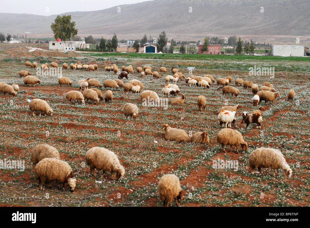 Sheep rearing in Syria Stock Photo - Alamy