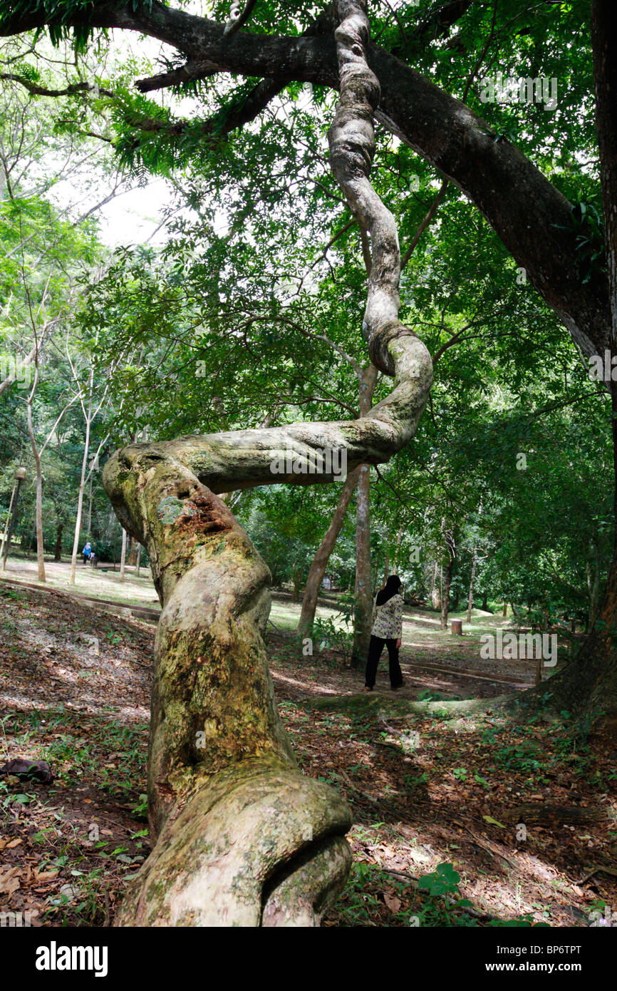Huge vine in Malaysian forest Stock Photo - Alamy