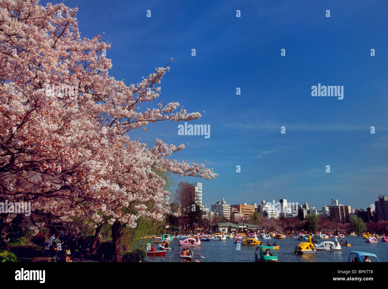 Shinobazu Pond, Taito, Tokyo, Japan Stock Photo - Alamy