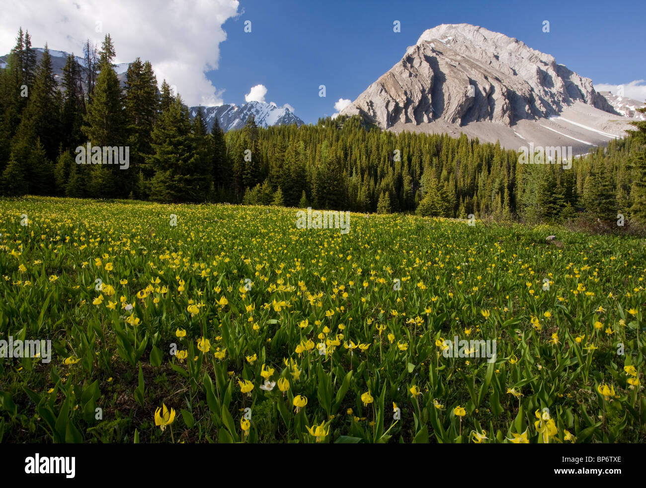 Lily yellow avalanche lily hi-res stock photography and images - Alamy