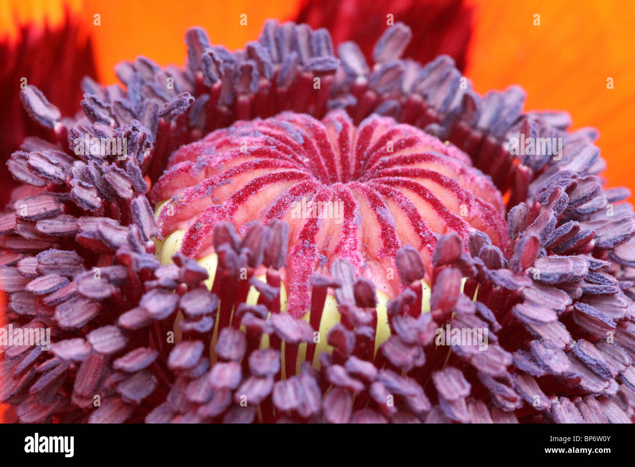 Centre of a poppy hi-res stock photography and images - Alamy