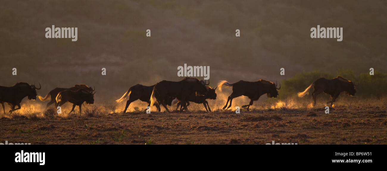 Running Black Wildebeest or White-tailed Gnu, Amakhala Game Reserv e ...