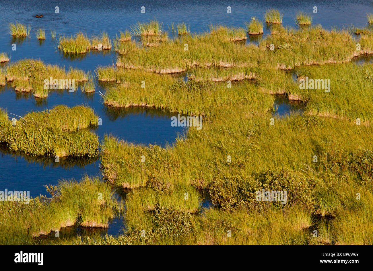 Canadian Peat Swamps