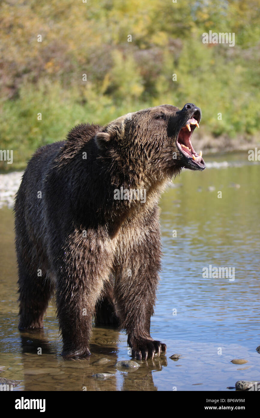 Snarling bear hi-res stock photography and images - Alamy