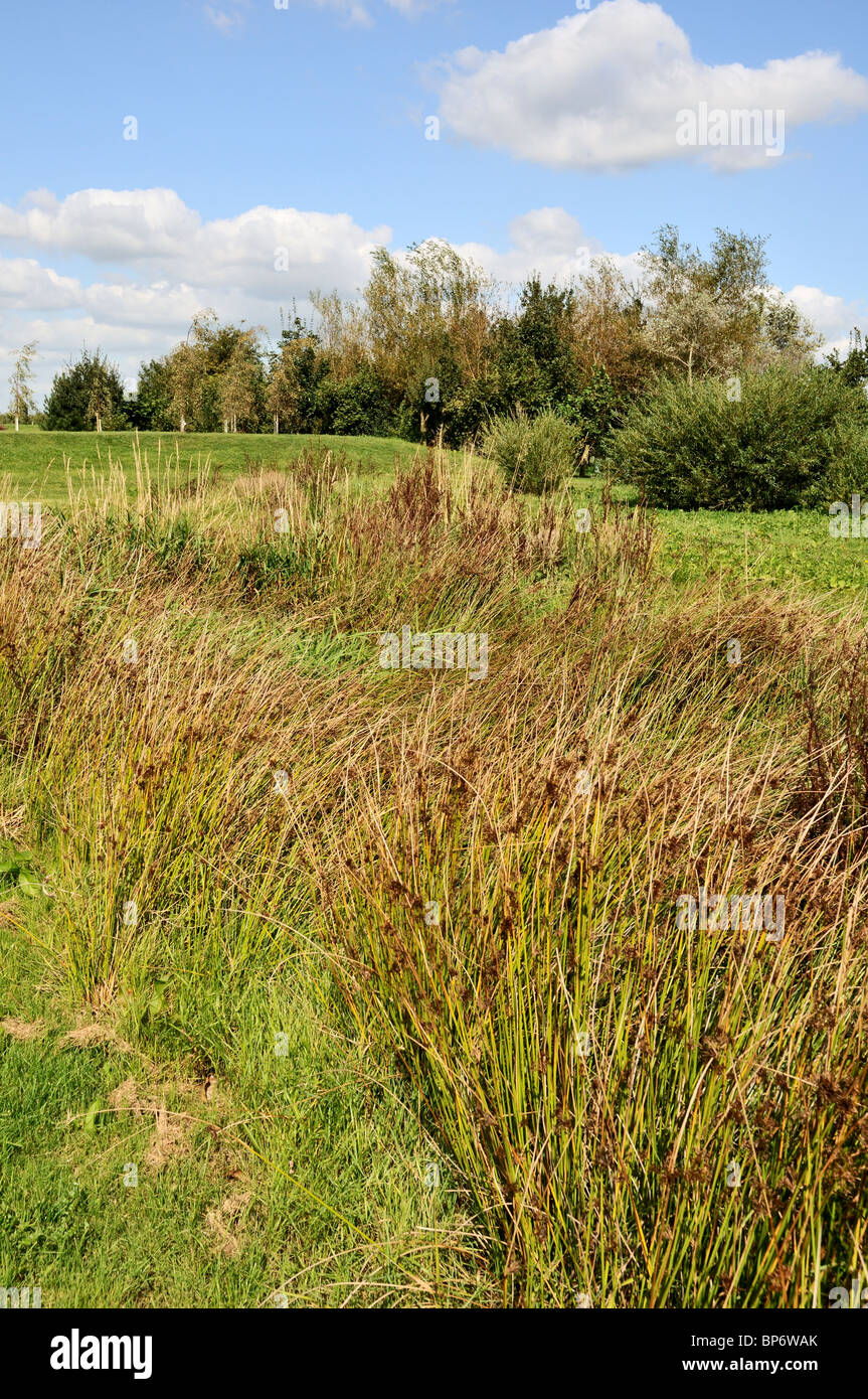 A natural area of marshy ground left to attract wild animals and birds ...