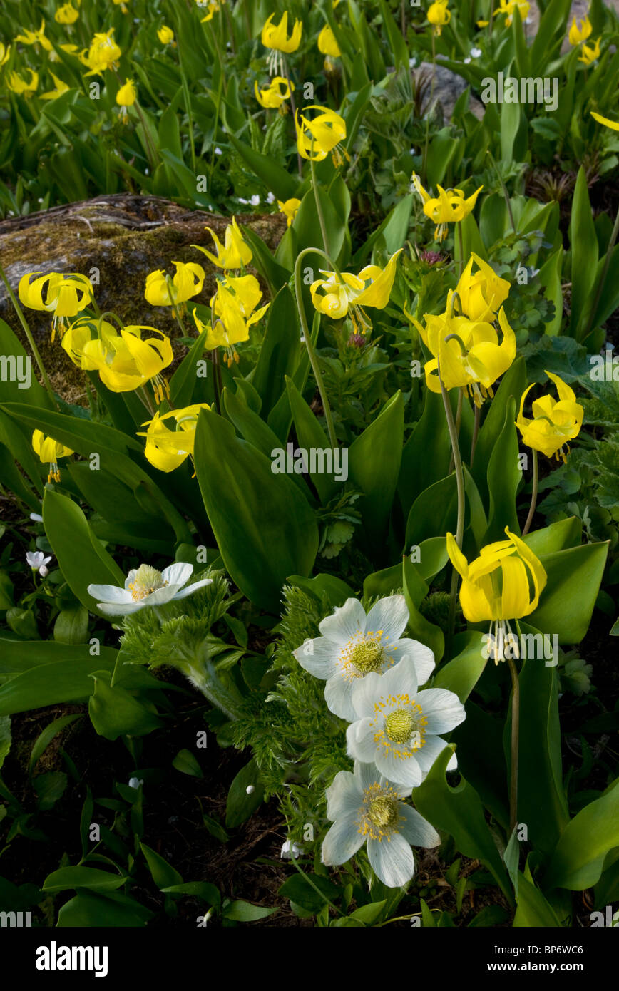 Snow lily hi-res stock photography and images - Alamy