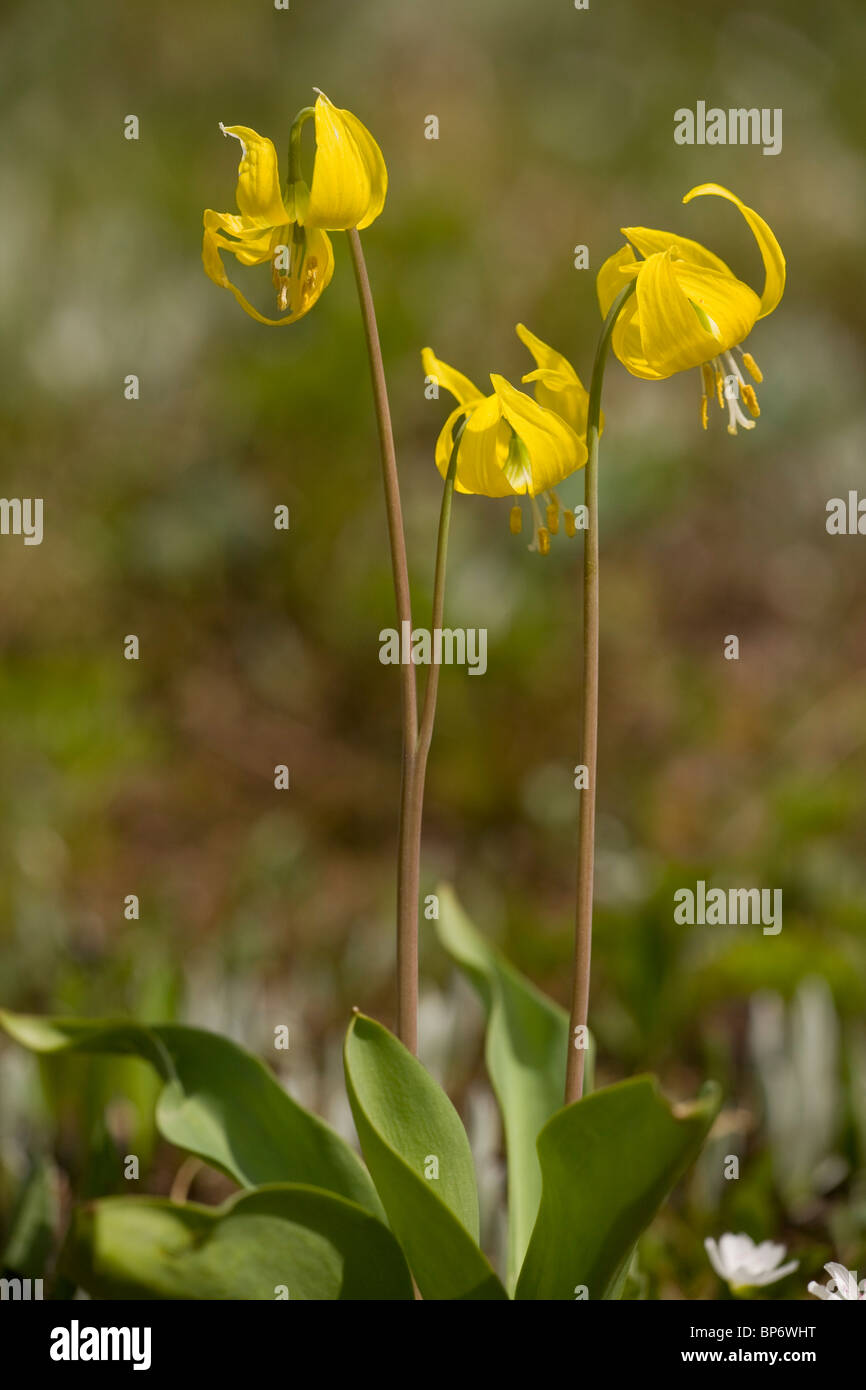 Glacier lily hi-res stock photography and images - Alamy
