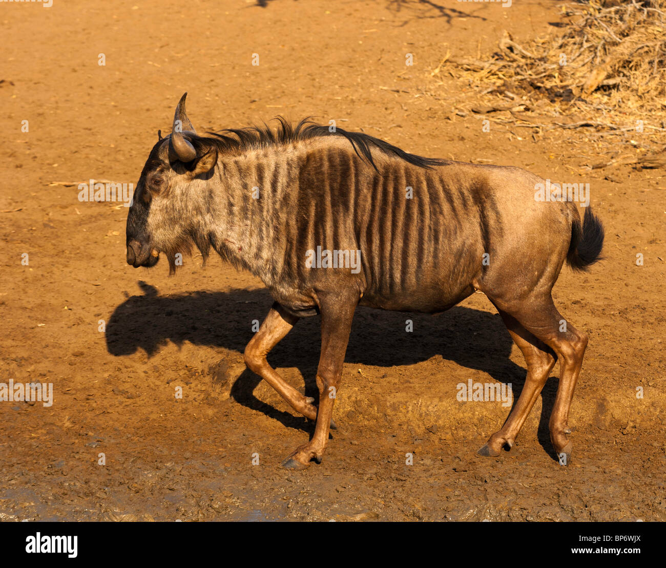 blue wildebeest running Stock Photo - Alamy