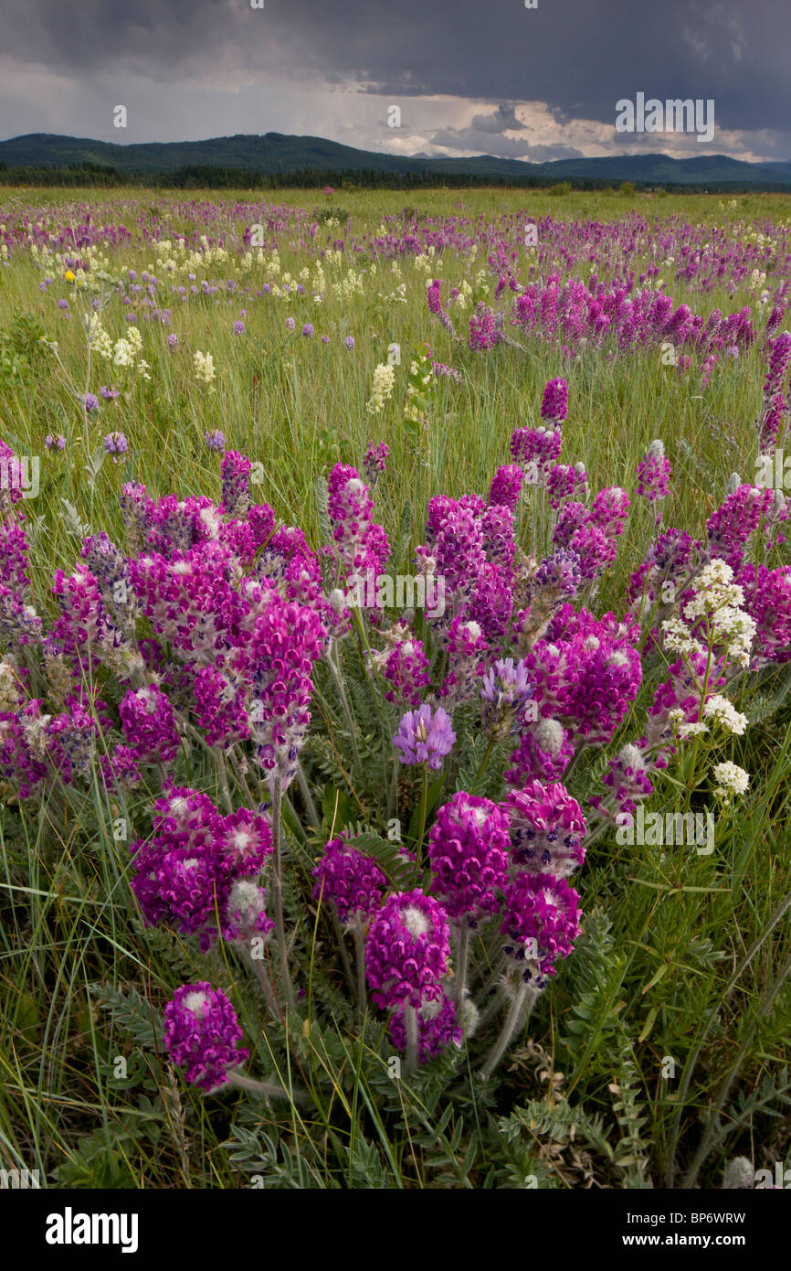 Grassland alberta hi-res stock photography and images - Alamy