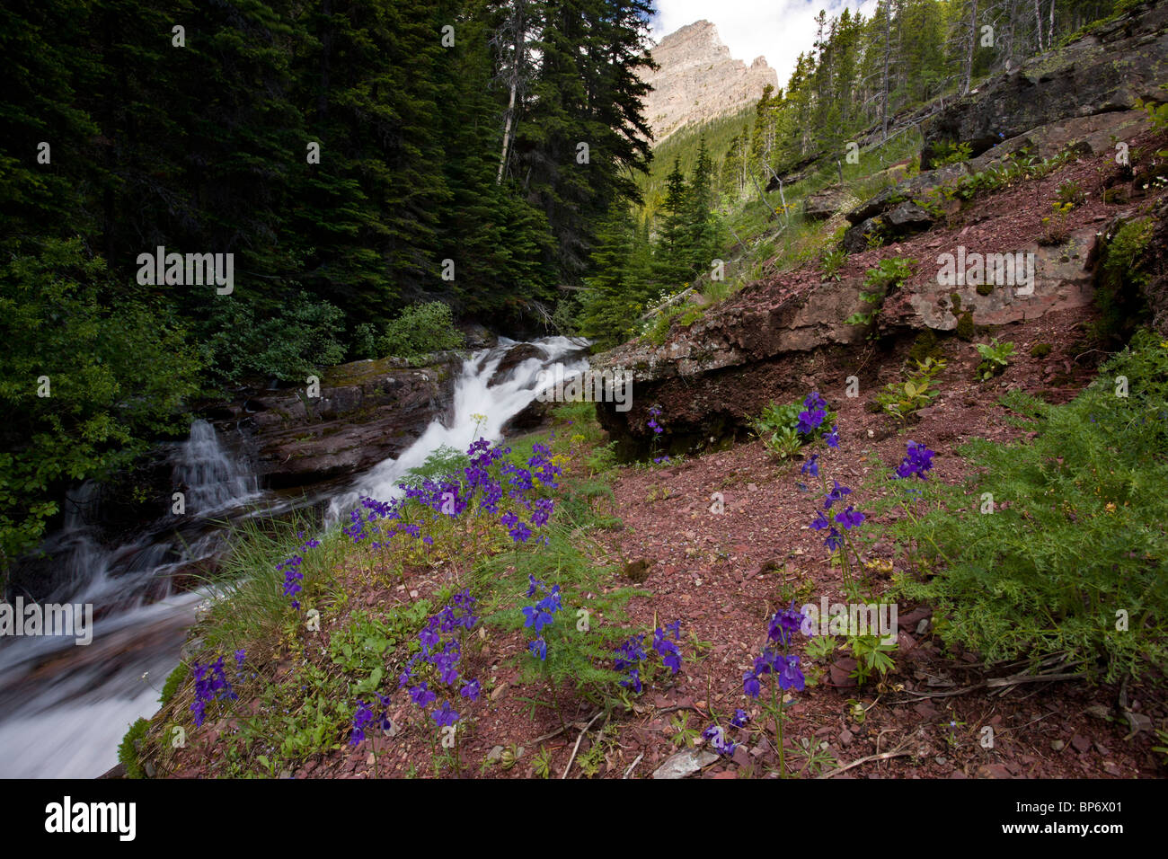 Mass of Low Larkspur, Delphinium bicolor, by waterfall on Rowe Creek ...