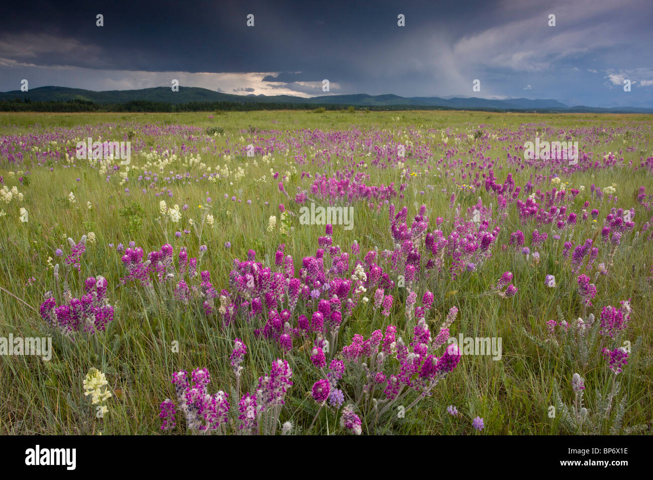 Locoweed plant hi-res stock photography and images - Alamy