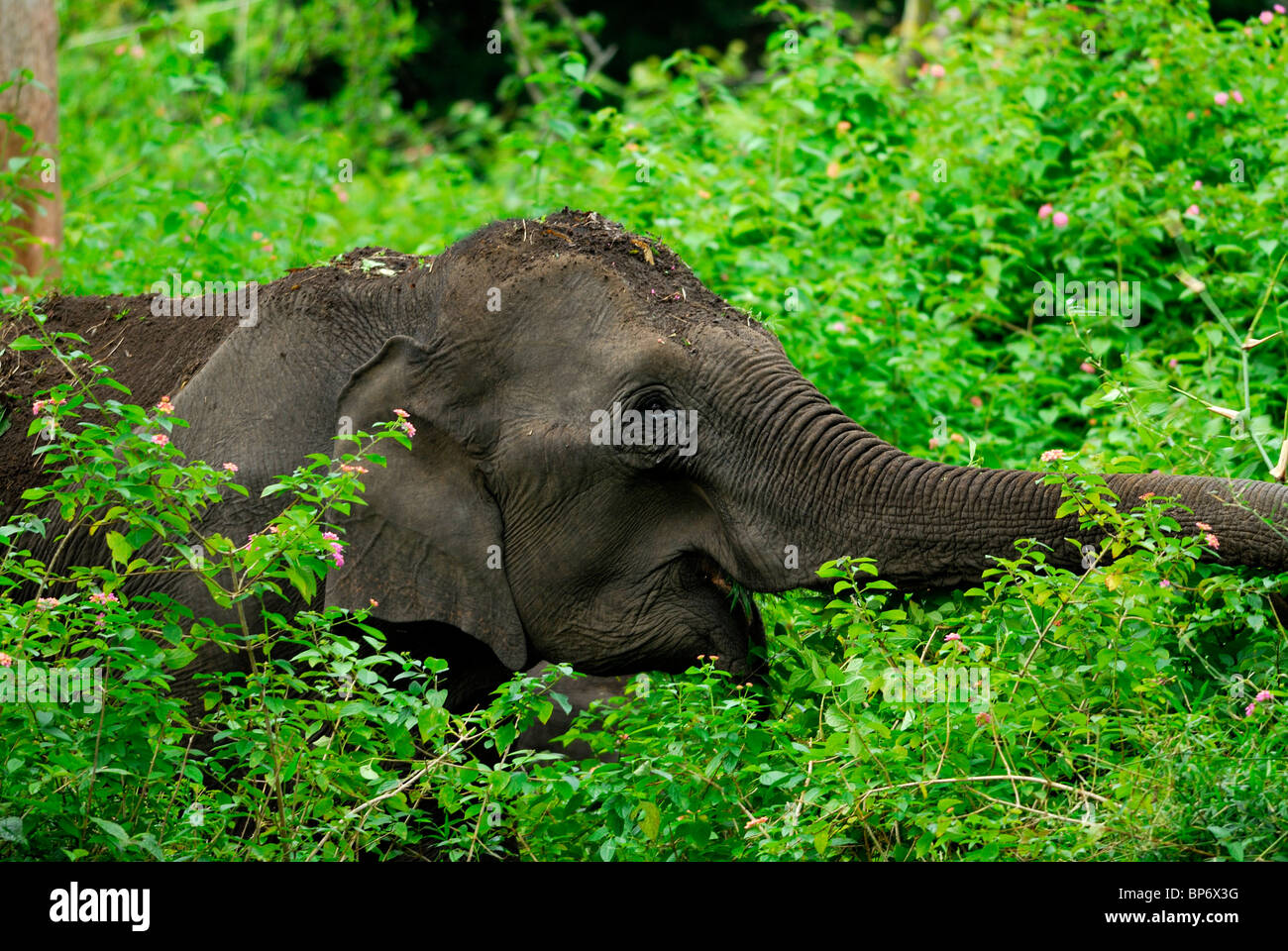 Indian elephant and charging hi-res stock photography and images - Alamy