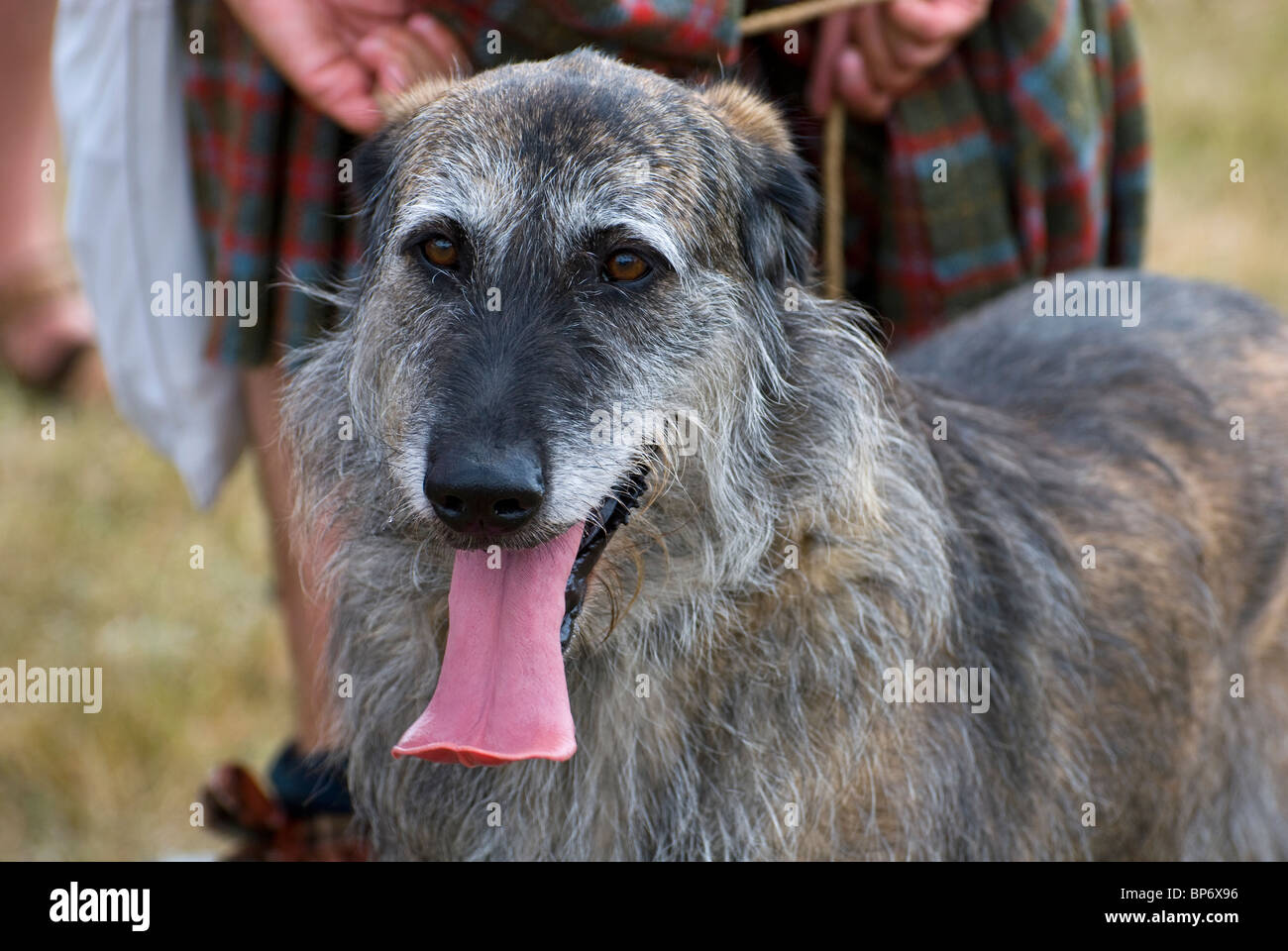 Lurcher hi-res stock photography and images - Alamy
