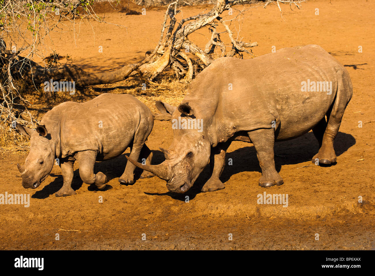 Young rhino hi-res stock photography and images - Alamy