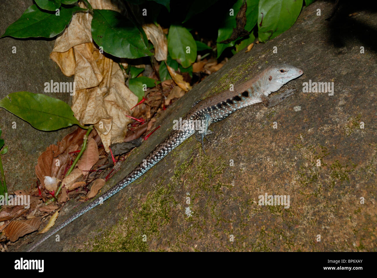 Puerto Rican ground lizard, Ameiva exsul Stock Photo - Alamy