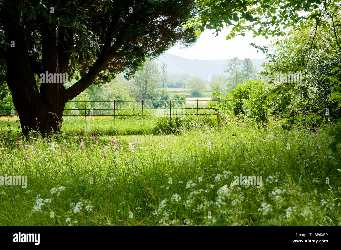 Meadow area hi-res stock photography and images - Alamy