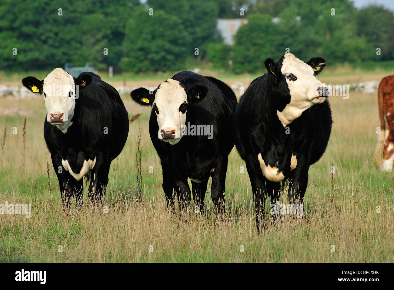 Cows on a field by a farm Stock Photo - Alamy