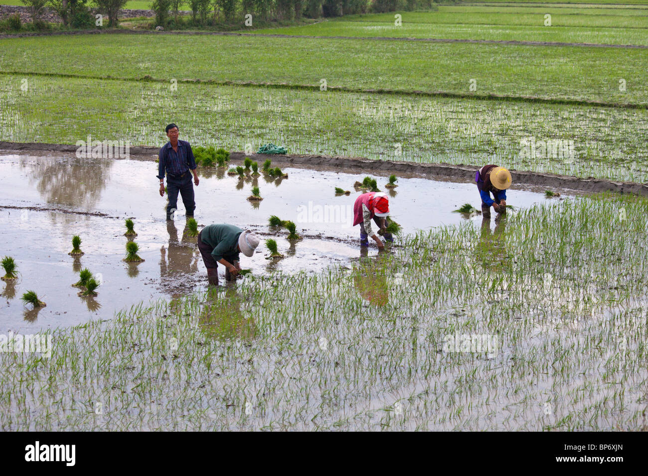 Women planting rice fields in Dali, Yunnan Province, China Stock Photo ...