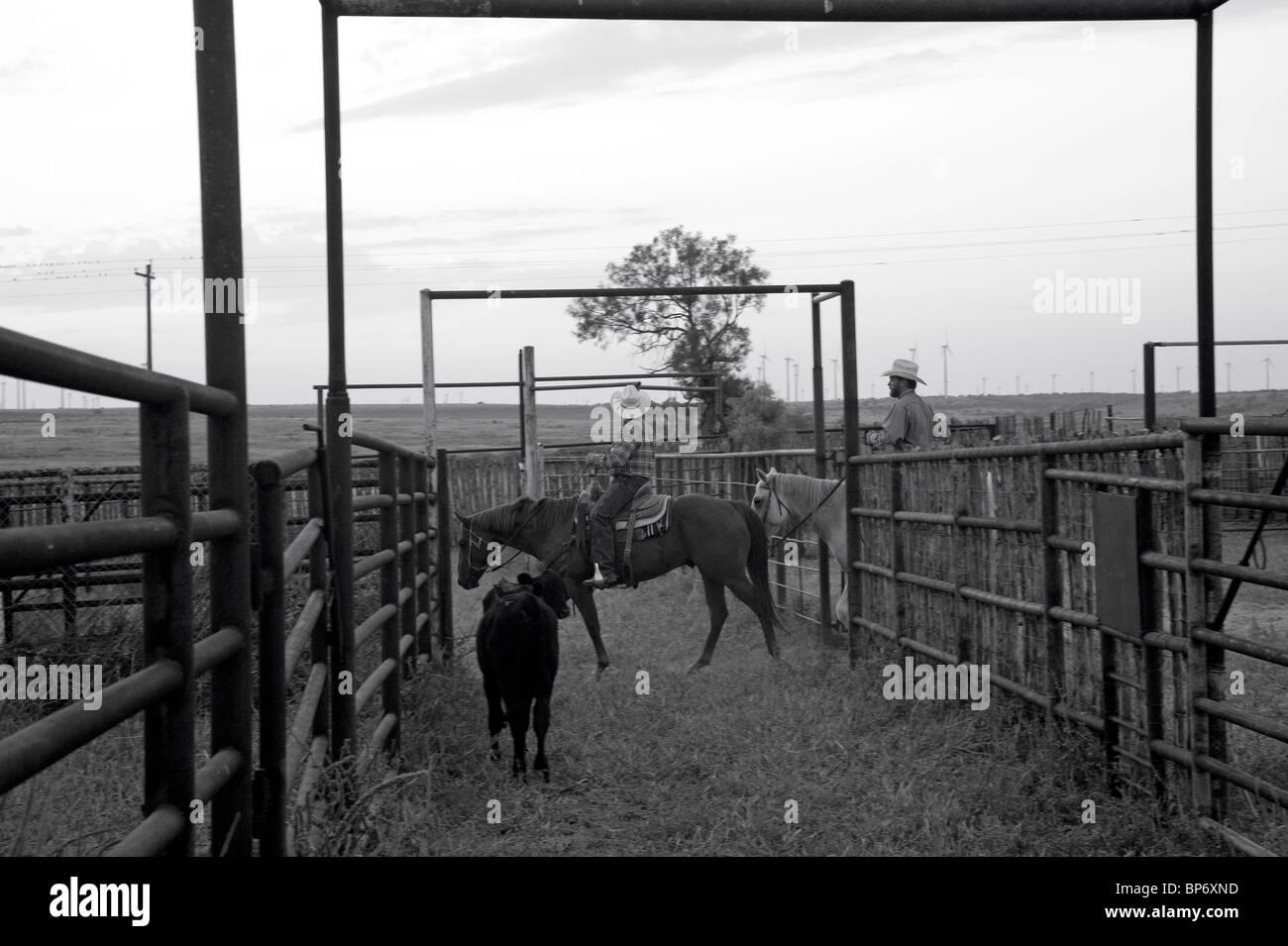 Cowboy Horseback in Corral Stock Photo - Alamy