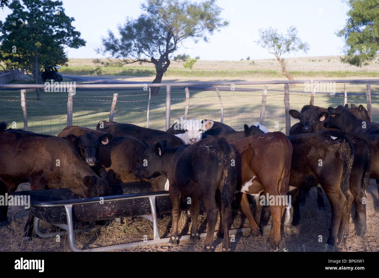 Round up cows hi-res stock photography and images - Alamy