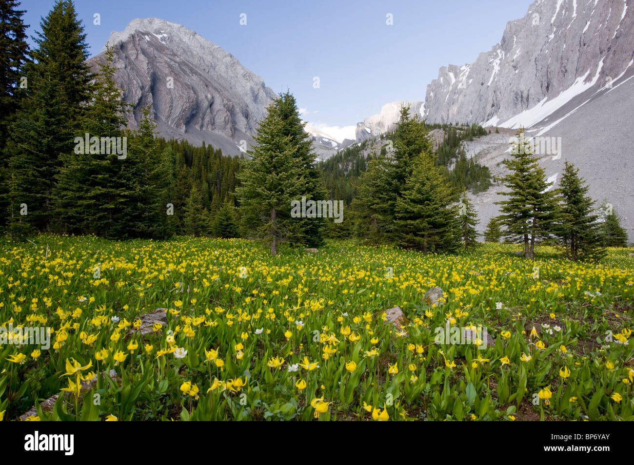 Masses of Yellow Glacier-Lily or Snow-Lily, at Chester Lake - Peter ...