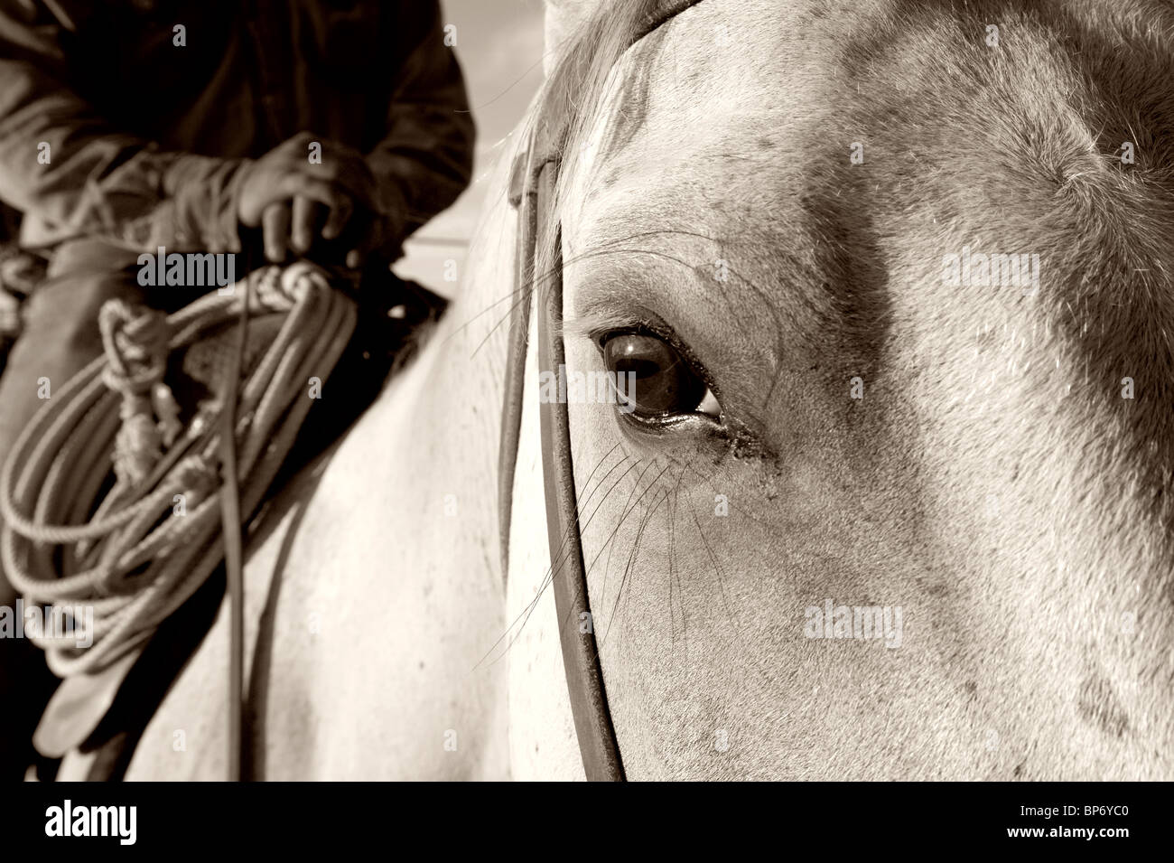 Lasso cowboy close up hi-res stock photography and images - Alamy