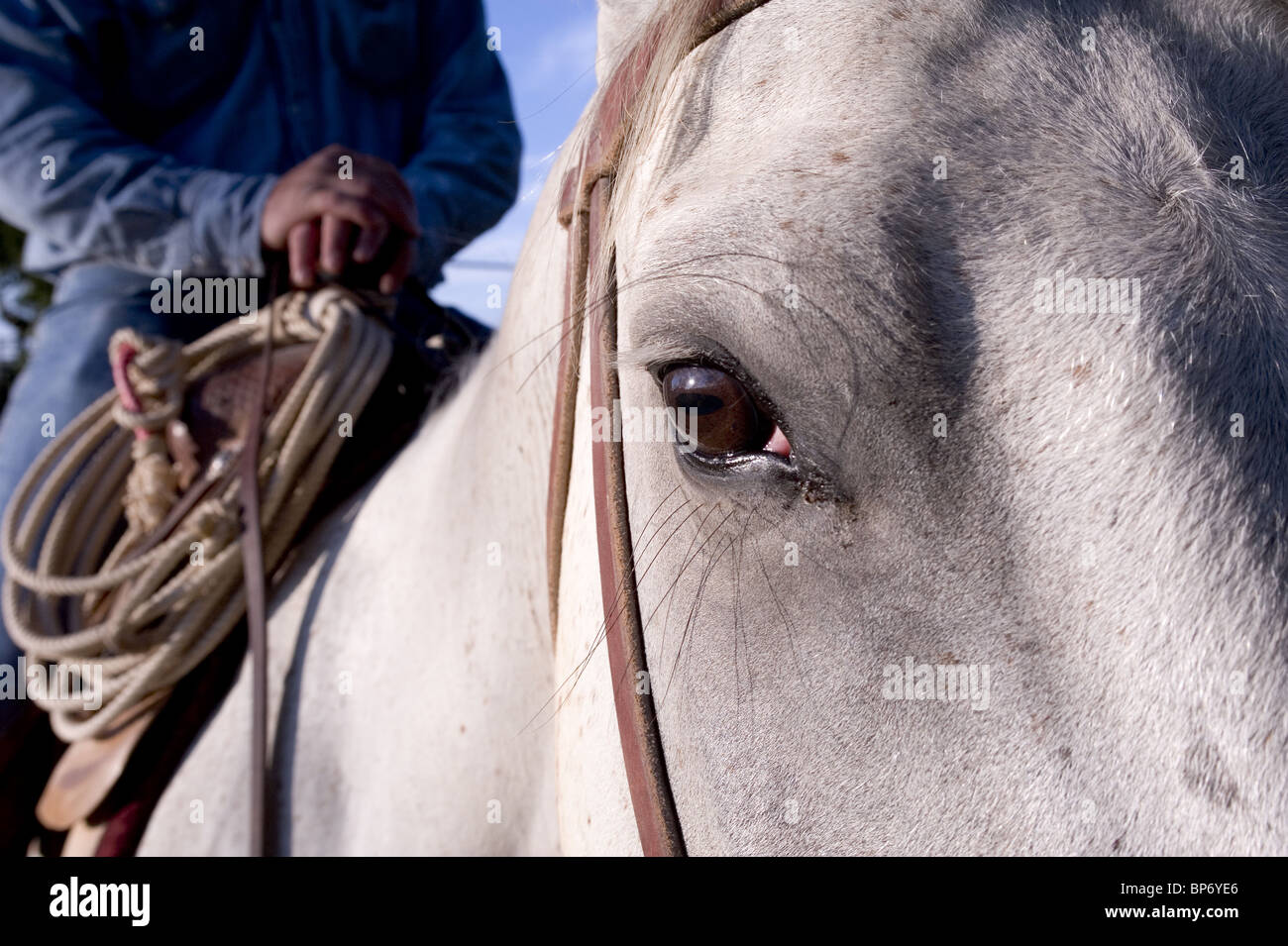 Rider detail hi-res stock photography and images - Alamy