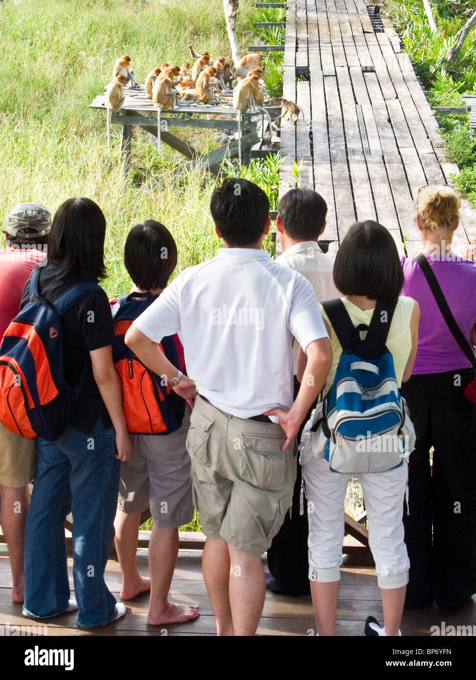 Tourists watching feeding time at the Labuk Bay Proboscis Monkey ...