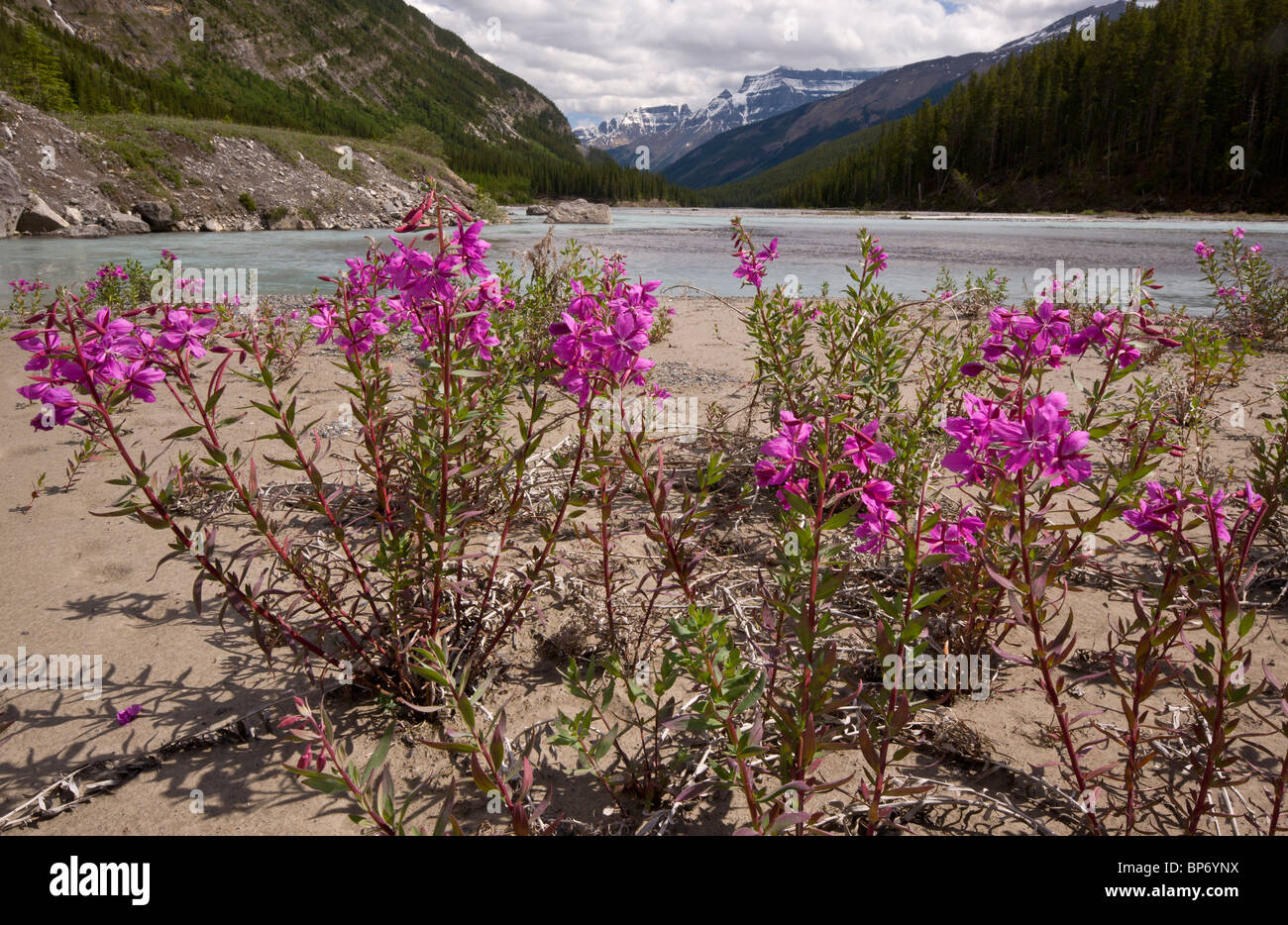 Broad-leaved Willowherb, or Fireweed, Epilobium latifolium, on North ...
