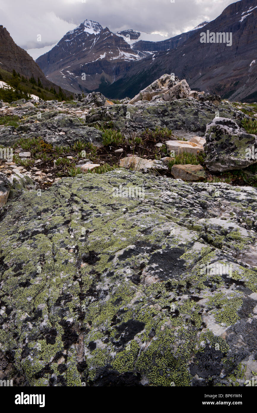 Lichen rocks alpine tundra hi-res stock photography and images - Alamy