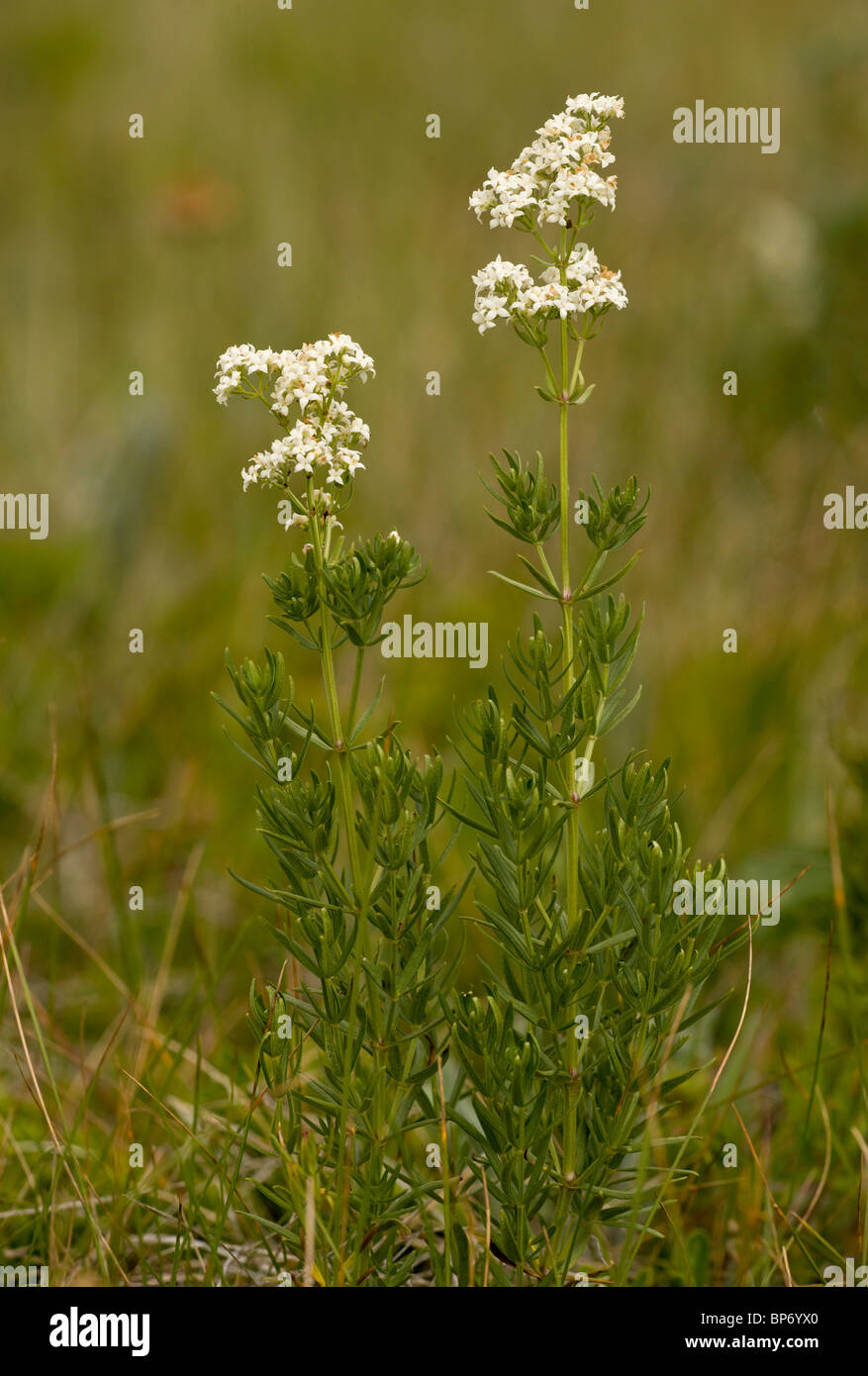Galium Boreale High Resolution Stock Photography and Images - Alamy